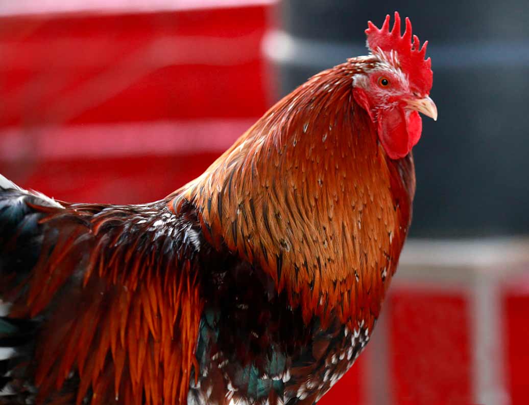 Landrace Fowl - Backyard Poultry